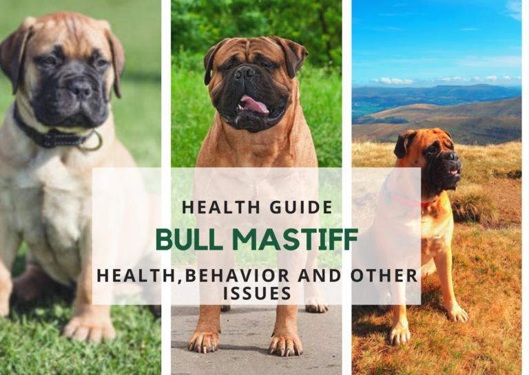 Health Guide For Bull Mastiff - Caring and Other Issues