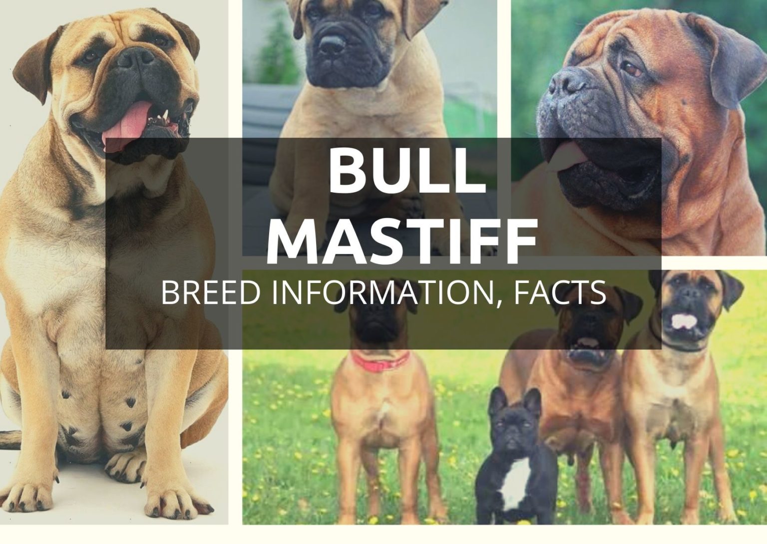 Bull Mastiff Breed Information - Amazing Facts And Traits